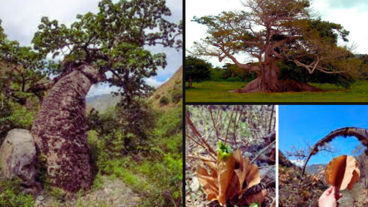 La Ceiba Barrigona: Emblema Natural y Cultural de Santander - El Gran ...