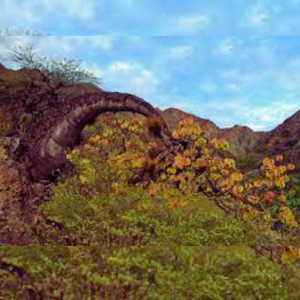 La Ceiba Barrigona: Emblema Natural y Cultural de Santander - El Gran ...